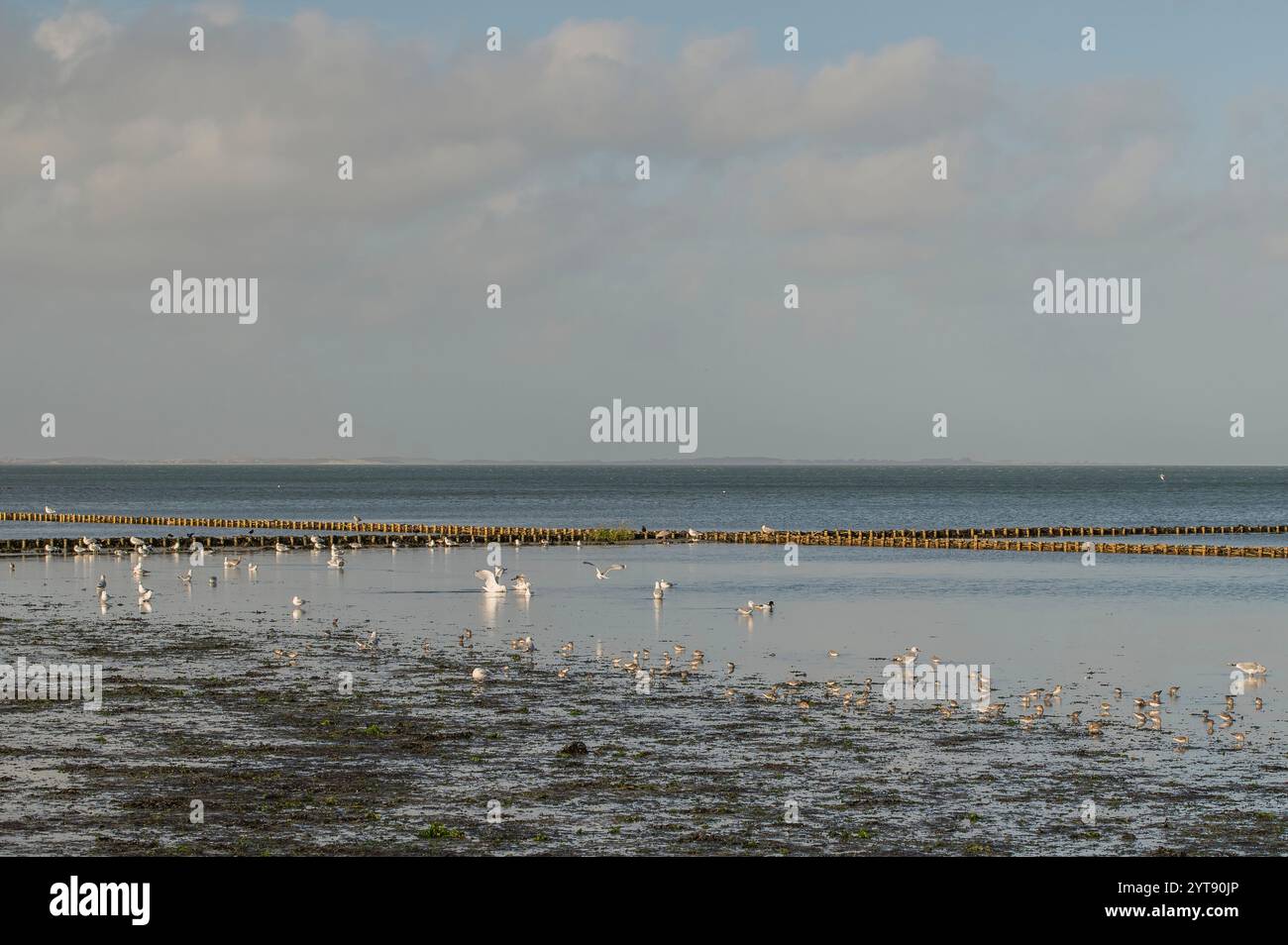 Birdlife protection hi-res stock photography and images - Alamy