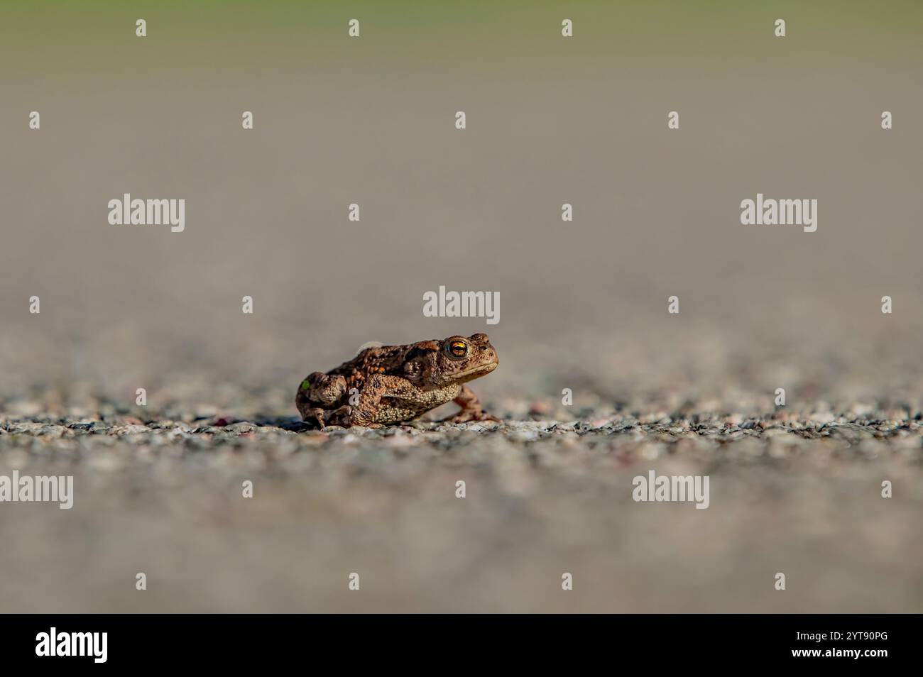 Natterjack toad on the sidewalk Stock Photo - Alamy