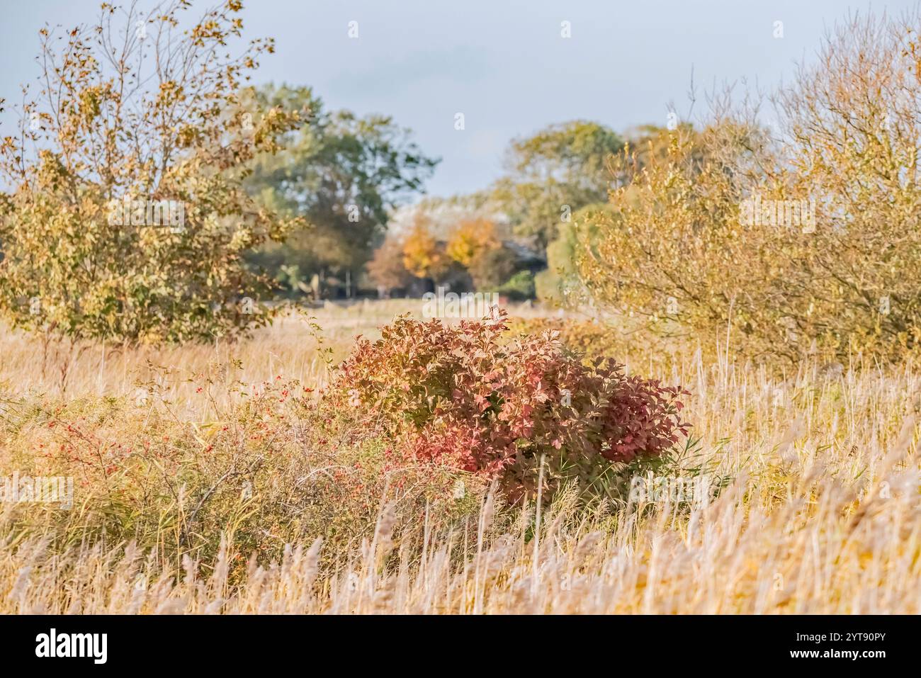 Autumn colors in the reed zone Stock Photo - Alamy