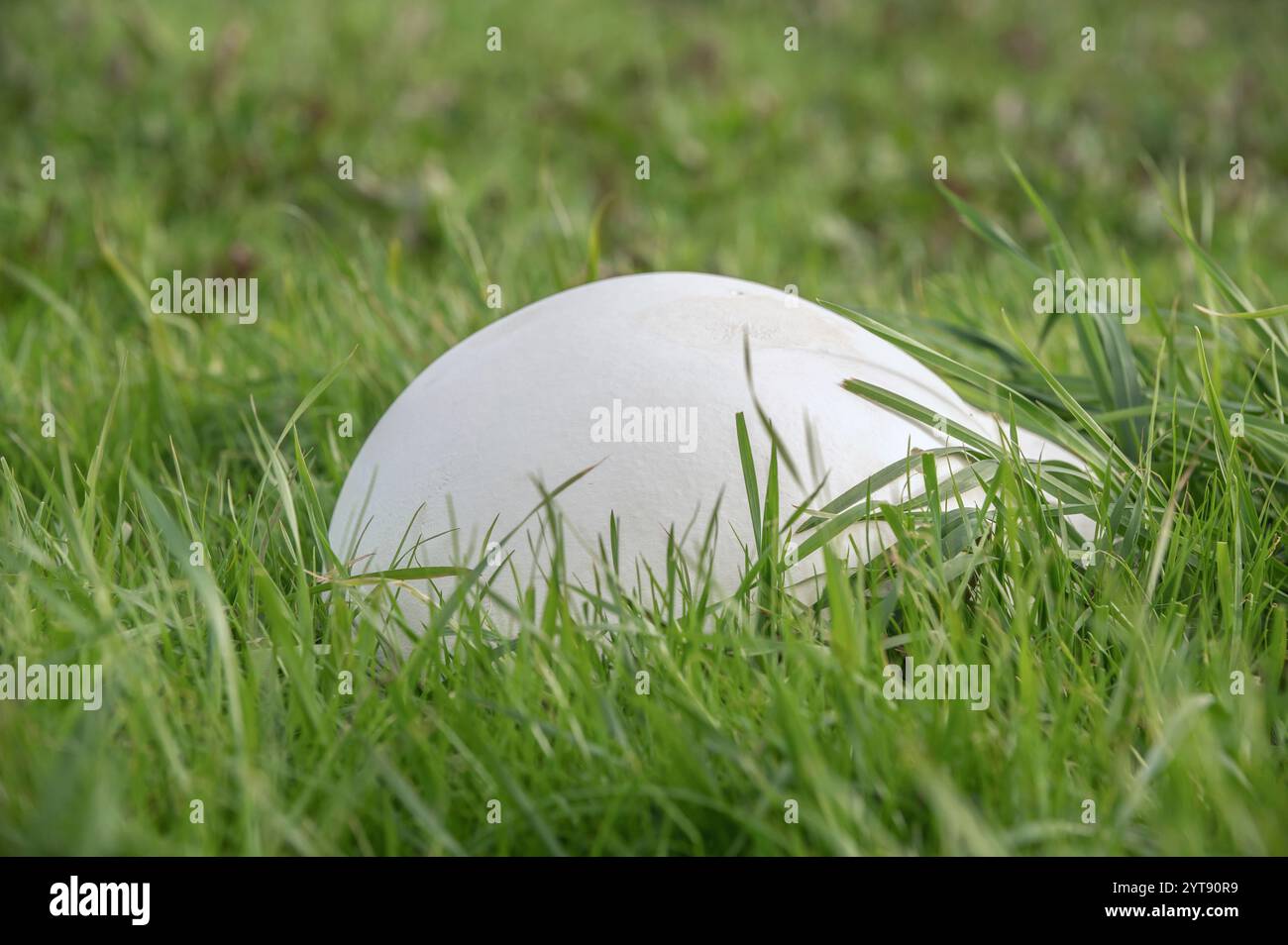 Giant bovist hi-res stock photography and images - Alamy