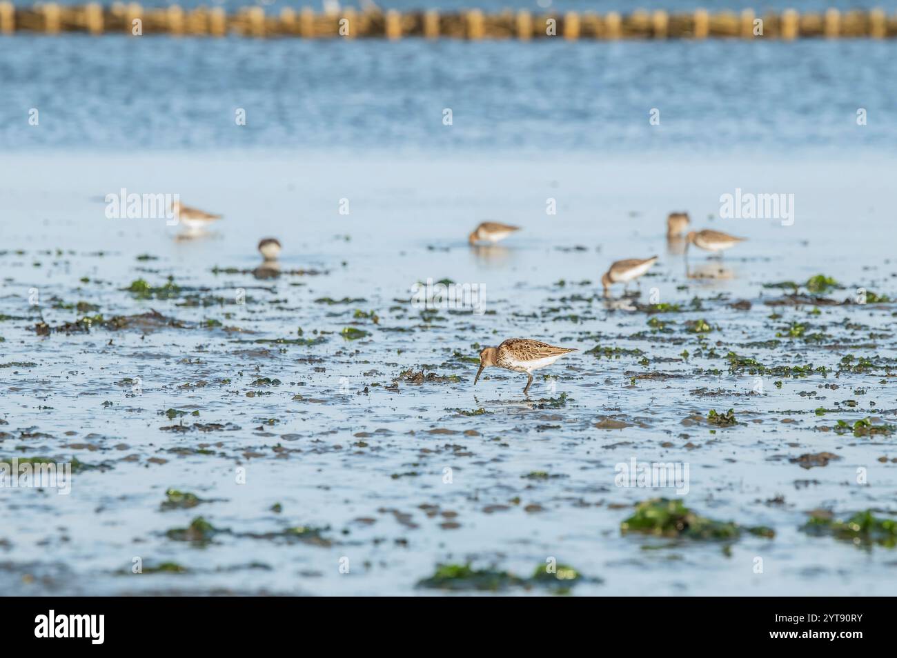 Little sandpiper in the Wadden Sea Stock Photo - Alamy