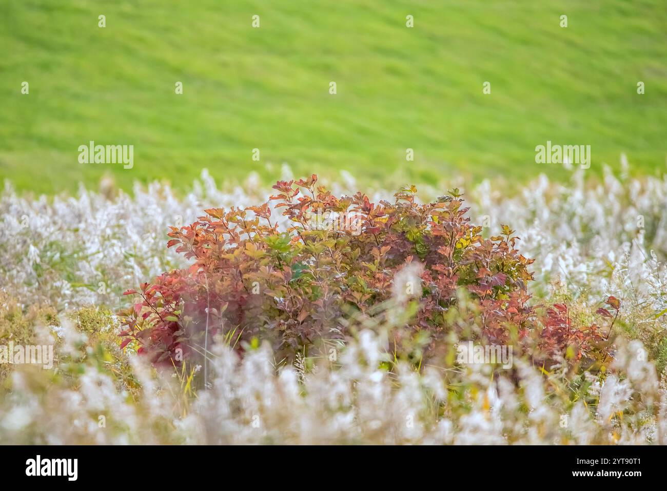 Reedy dam hi-res stock photography and images - Alamy