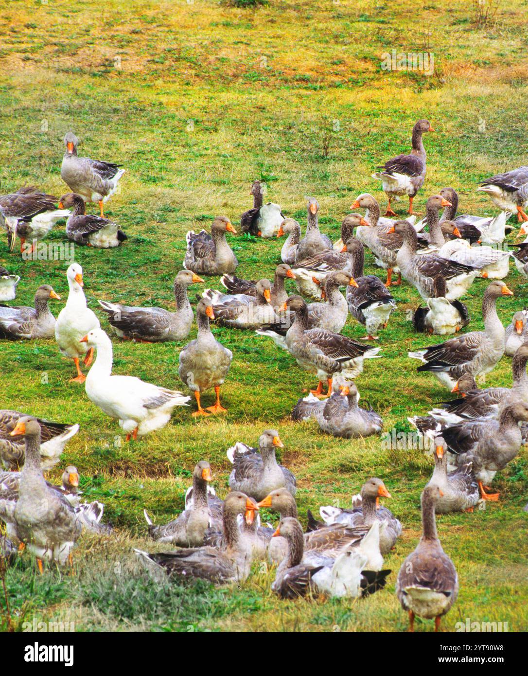 Geese france dordogne valley pate hi-res stock photography and images ...