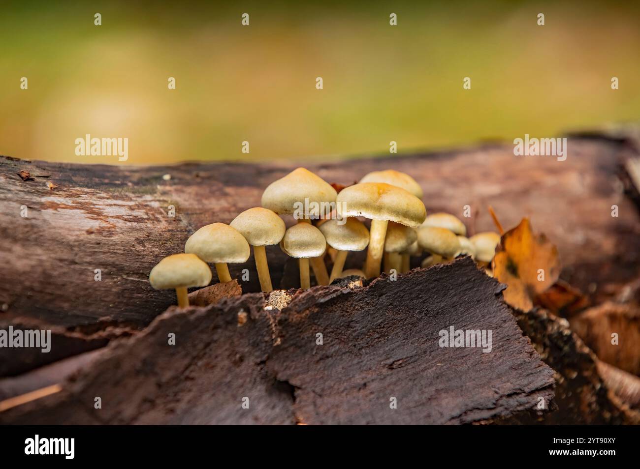Gray-leaved sulfur head Stock Photo - Alamy