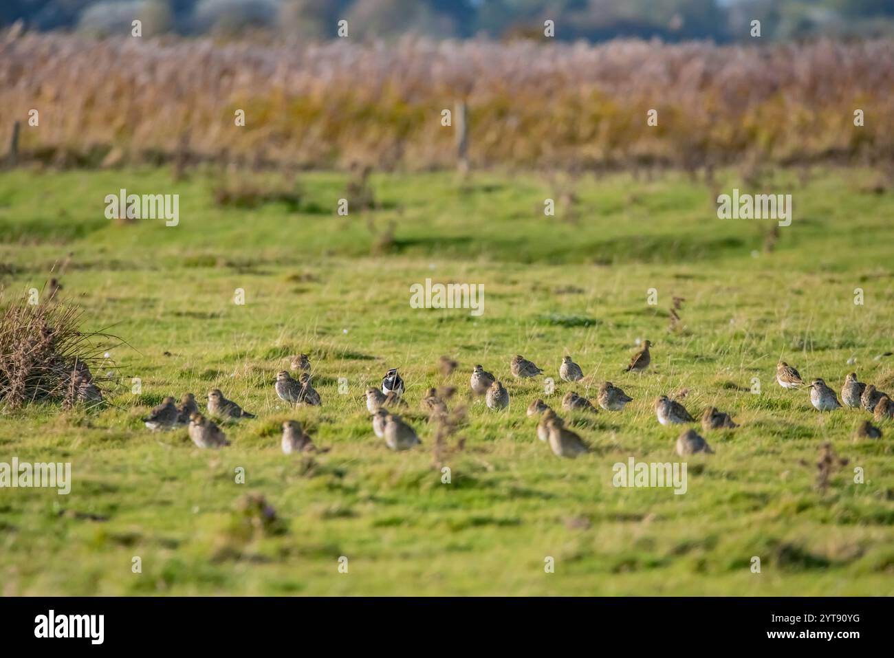 Flock of birds in the wet meadows Stock Photo - Alamy