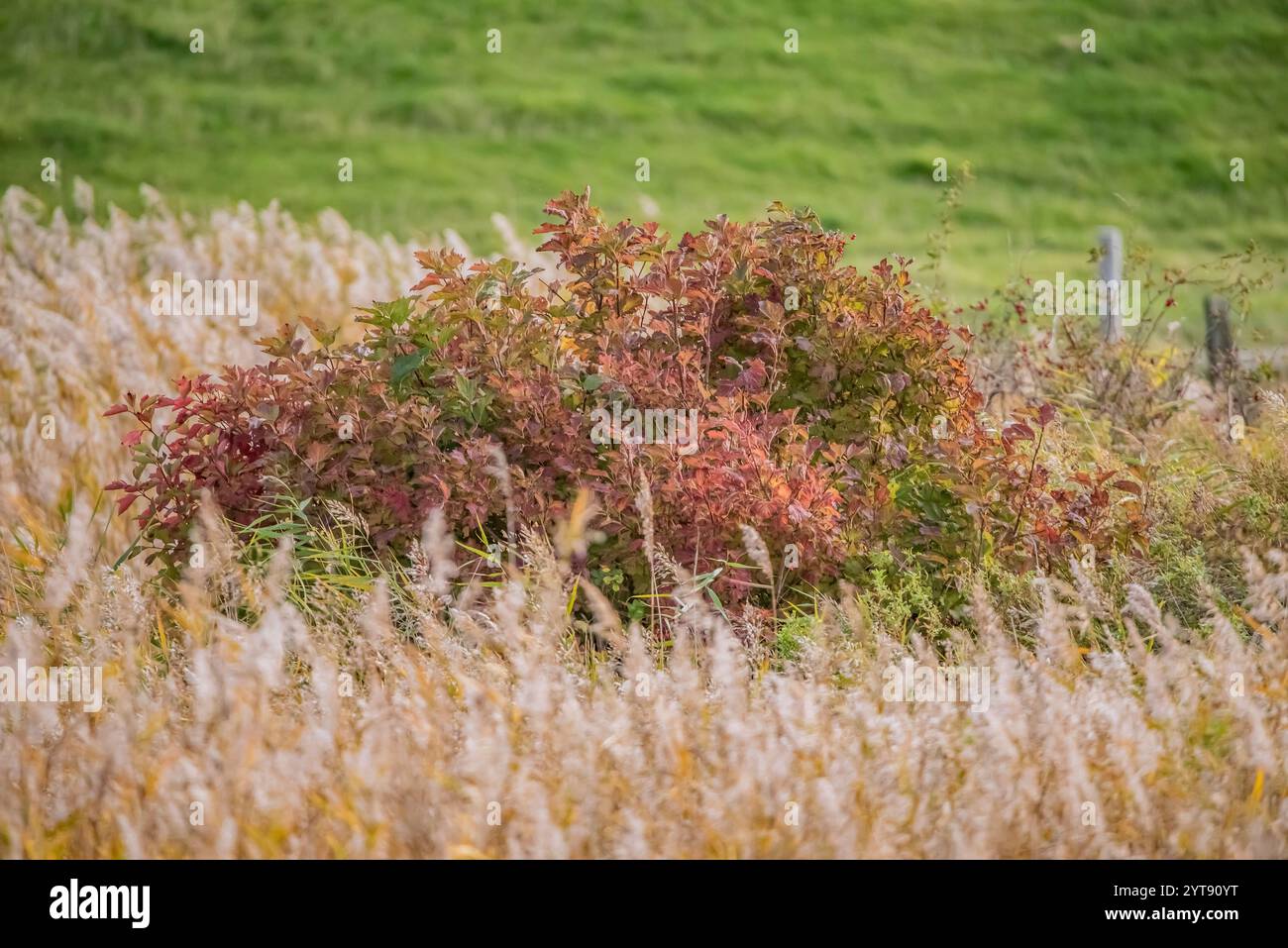 Autumn colors in the reed zone Stock Photo - Alamy