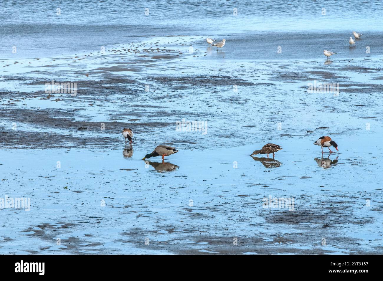 Duck birds in the Wadden Sea Stock Photo - Alamy