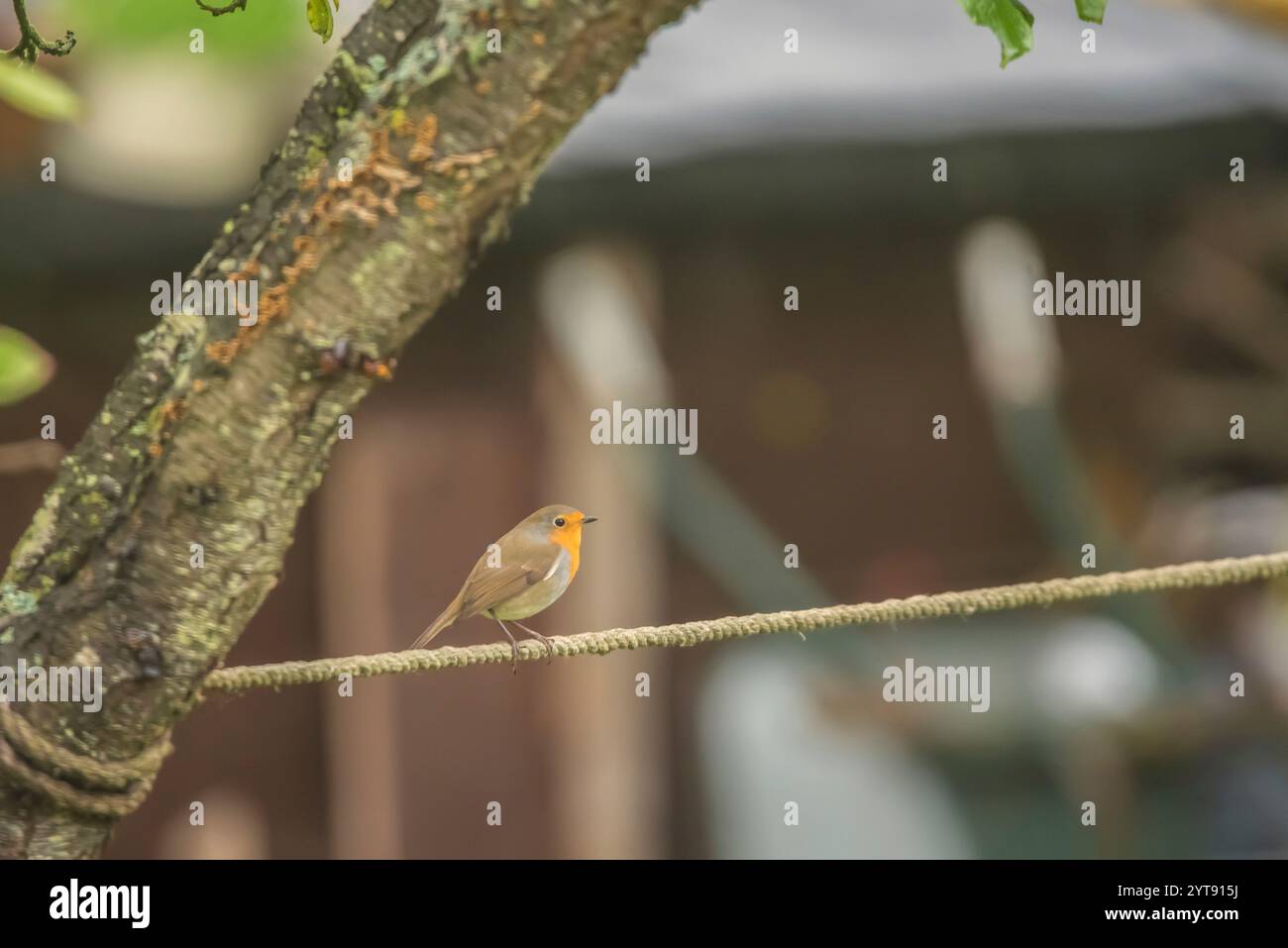 The robins band hi-res stock photography and images - Alamy