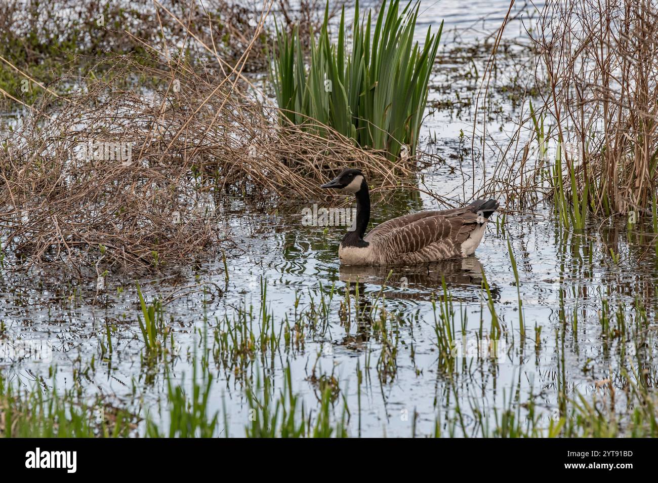 Canadian goose goose sea hi-res stock photography and images - Alamy