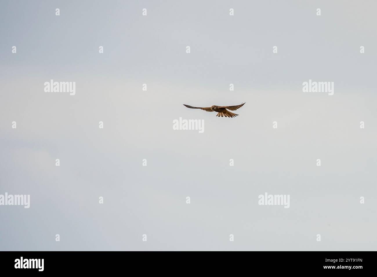 Small falcon in shaking flight Stock Photo - Alamy