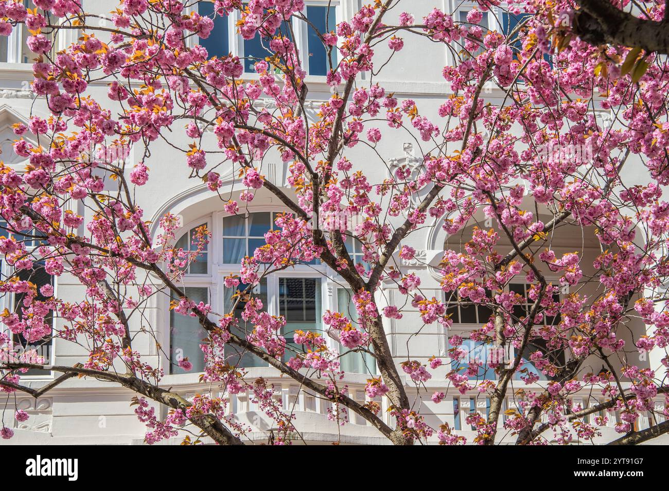 Cherry blossom area hi-res stock photography and images - Alamy
