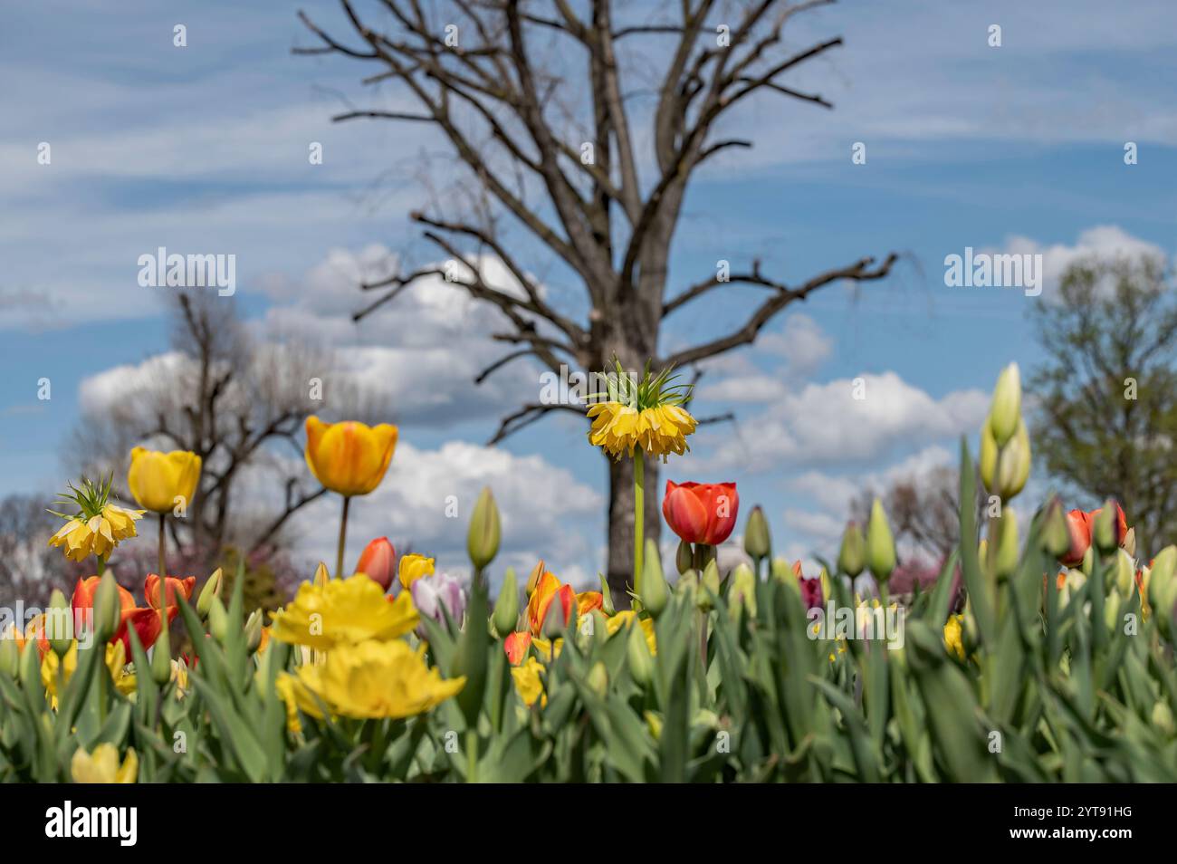 Variegated tulip tree in hi-res stock photography and images - Alamy