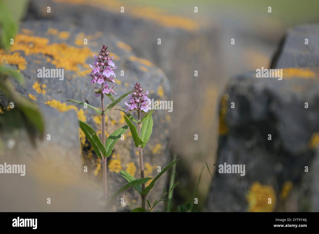 Willow blooms hi-res stock photography and images - Alamy