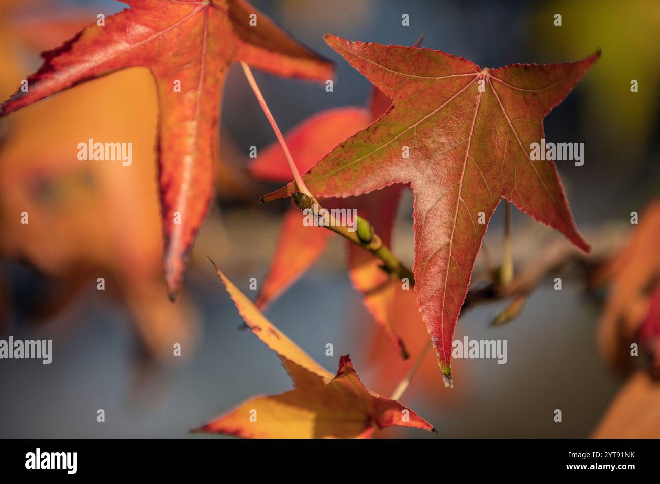 Amber tree hi-res stock photography and images - Alamy