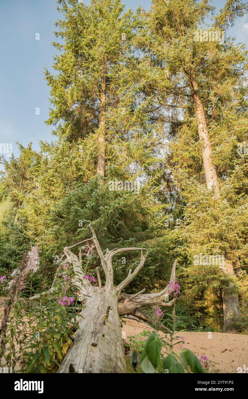 Dead tree in a forest clearing Stock Photo - Alamy