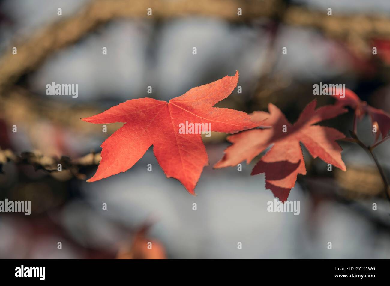 Amber leaf hi-res stock photography and images - Alamy