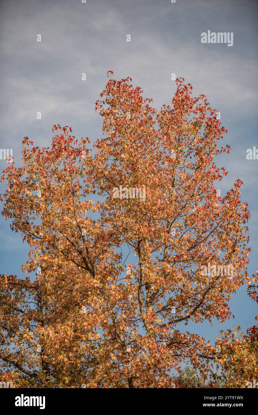 Autumn colors of the amber tree Stock Photo - Alamy