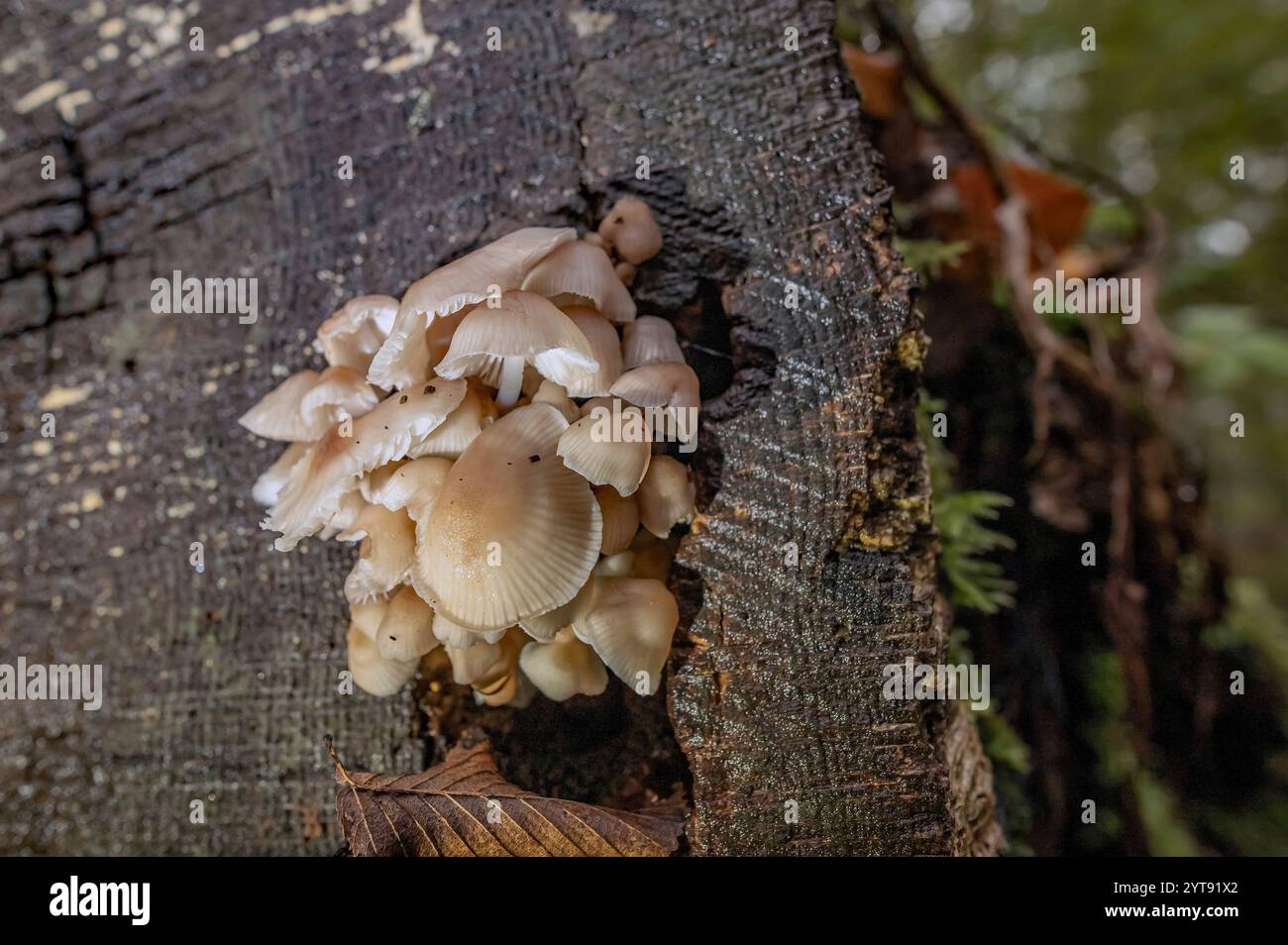 White tufted rasling Stock Photo - Alamy