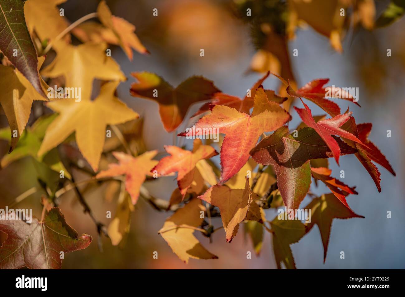 Autumnal amber tree Stock Photo - Alamy