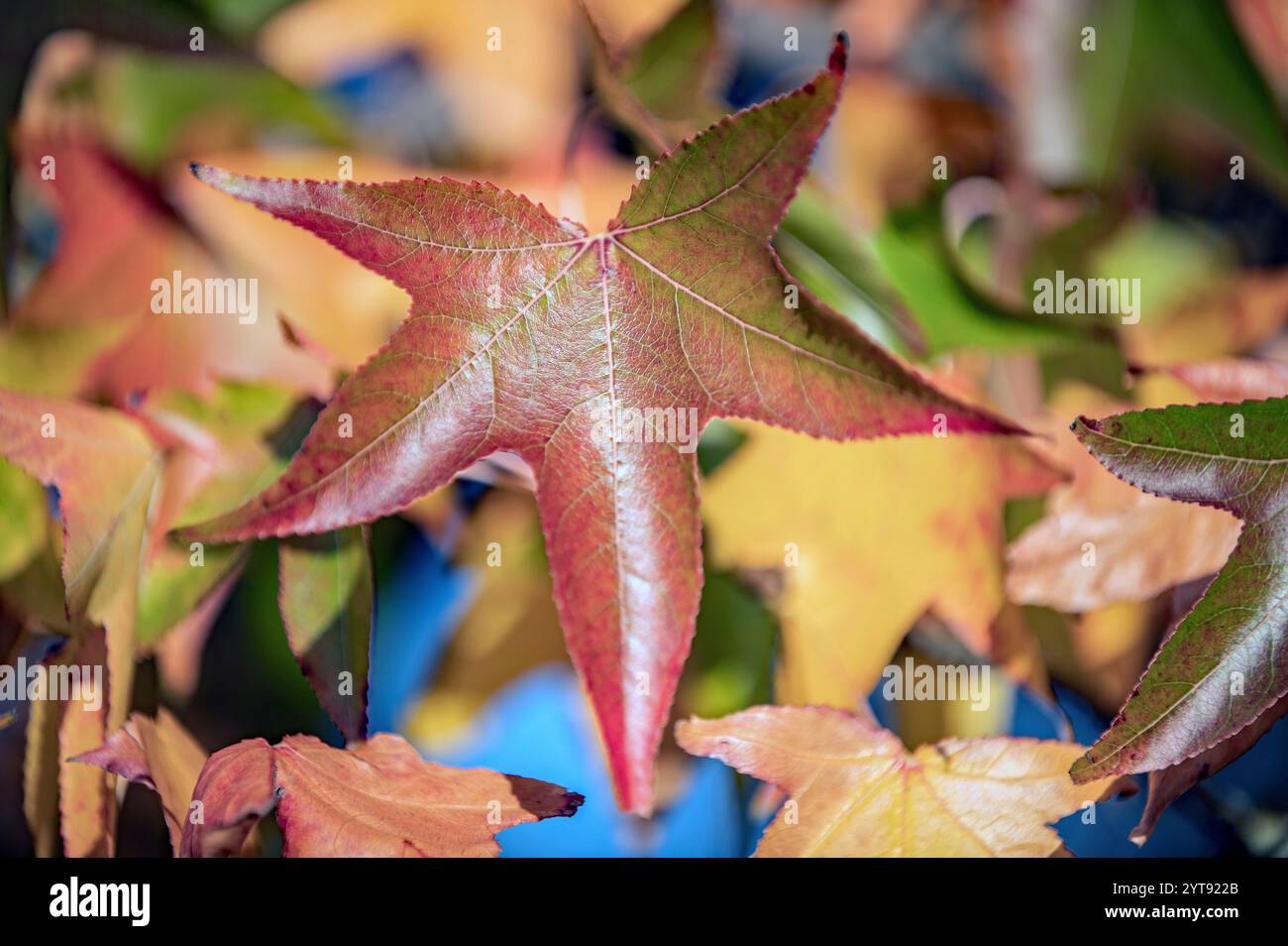 Amber tree hi-res stock photography and images - Alamy