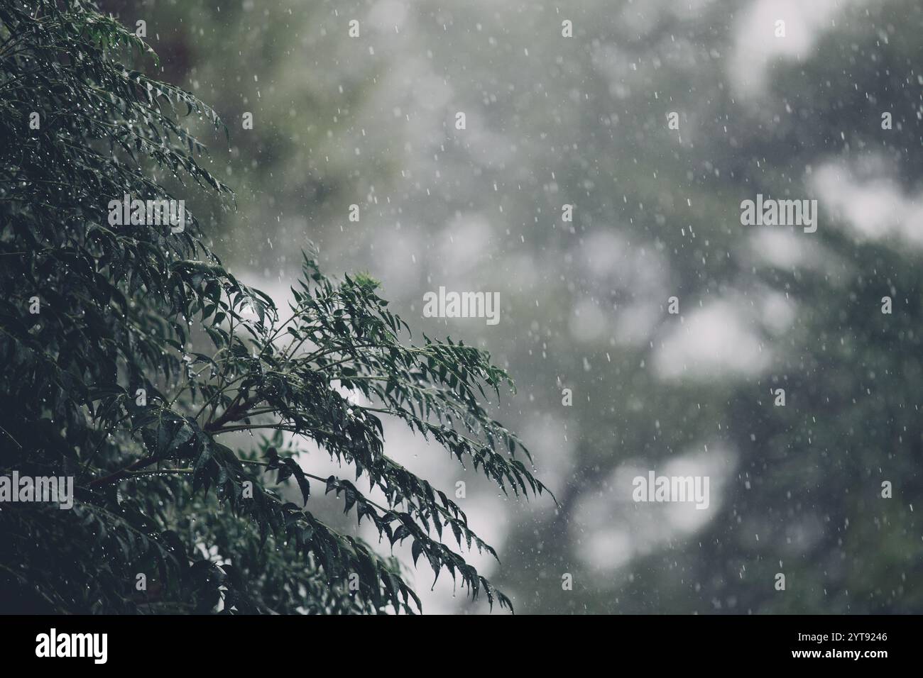 Rain in forest hi-res stock photography and images - Alamy