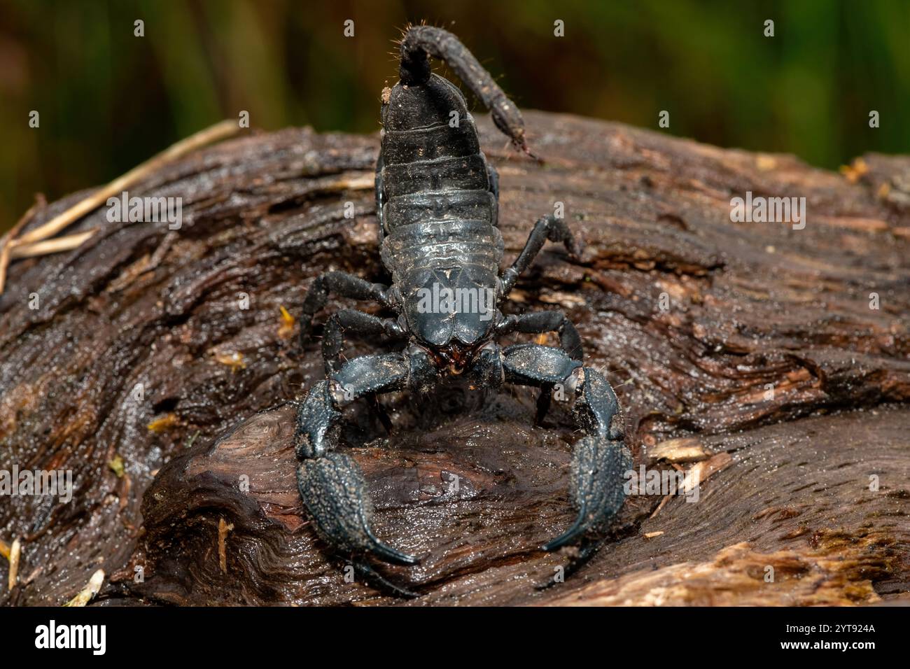A defensive Cape docile scorpion (Opisthacanthus capensis), also known ...