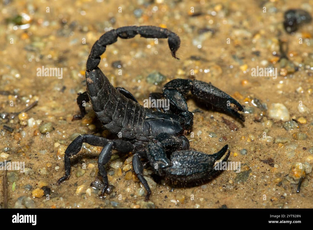Cape docile scorpion hi-res stock photography and images - Alamy