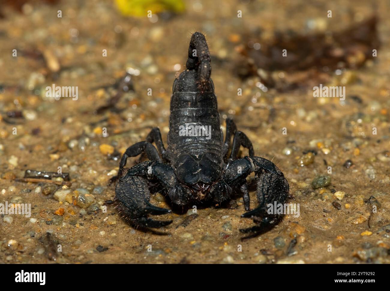 A defensive Cape docile scorpion (Opisthacanthus capensis), also known ...