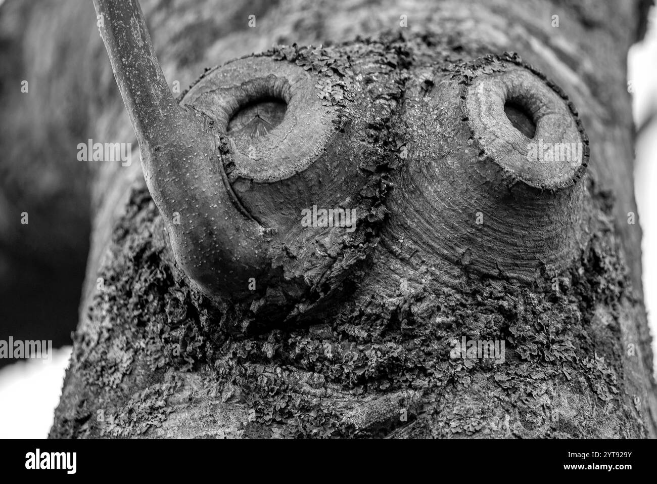Tree branch structures Black and White Stock Photos & Images - Alamy