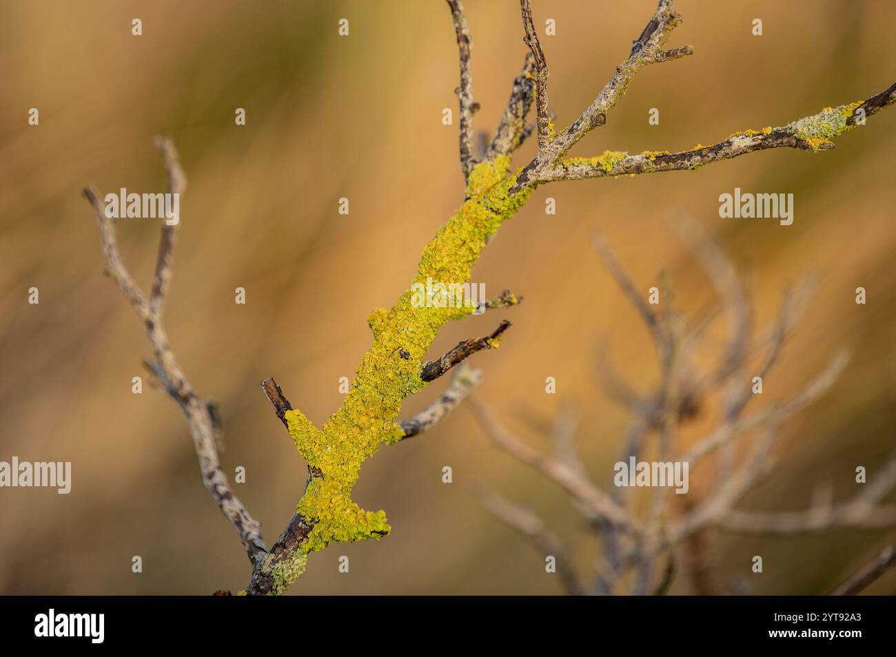 Shrub lichens in nature Stock Photo - Alamy