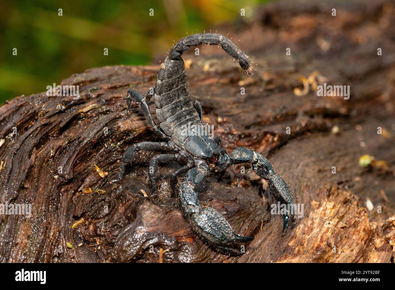 A defensive Cape docile scorpion (Opisthacanthus capensis), also known ...