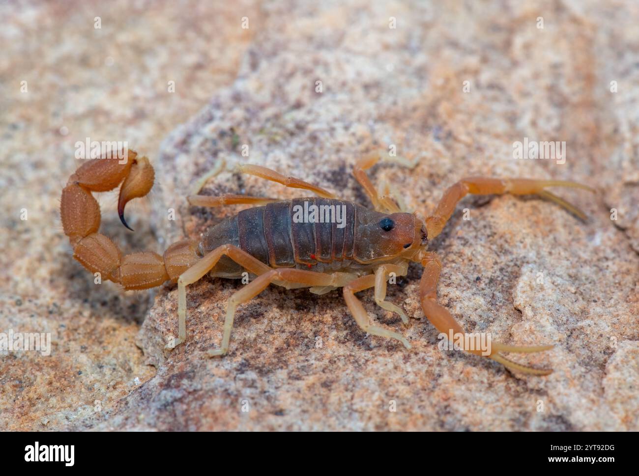 A venomous Drab Thicktail Scorpion (Parabuthus planicauda) in the Karoo ...