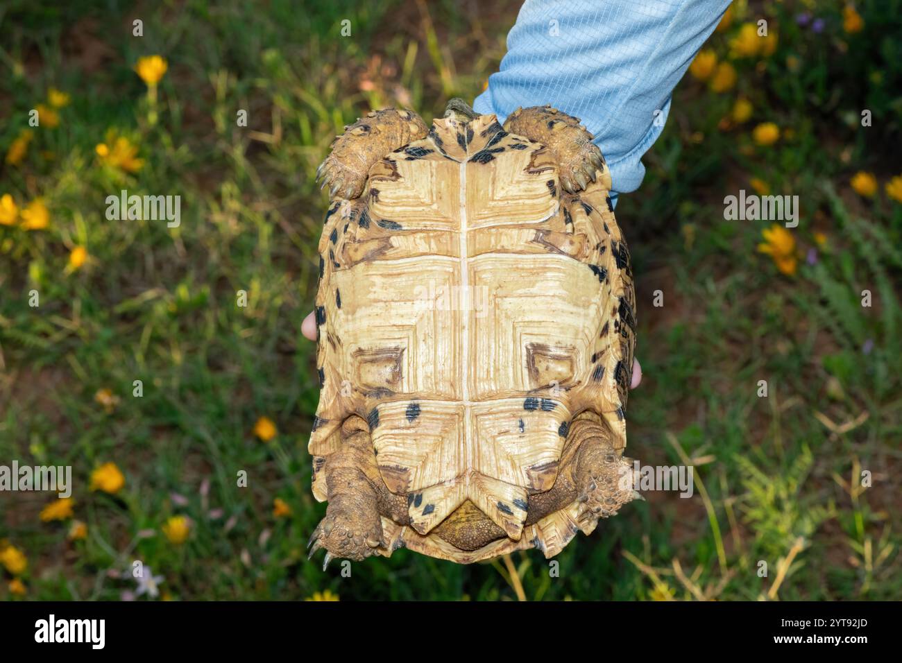 The underside of a leopard tortoise (Stigmochelys pardalis Stock Photo ...