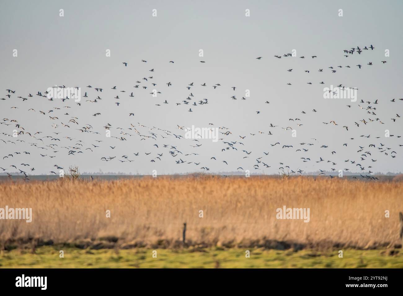 Cheek flap hi-res stock photography and images - Alamy
