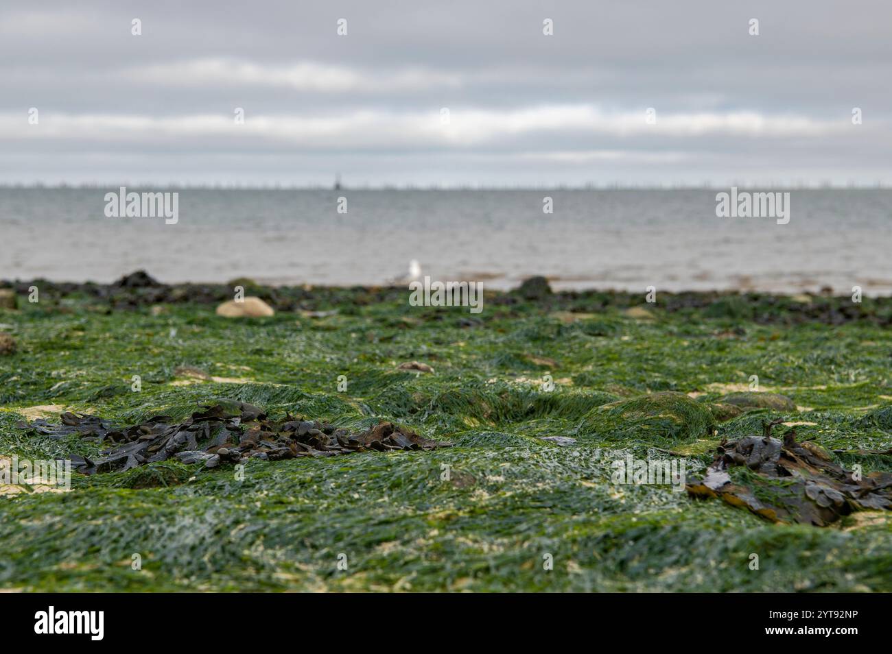 Algae and seaweed on the North Sea coast Stock Photo - Alamy