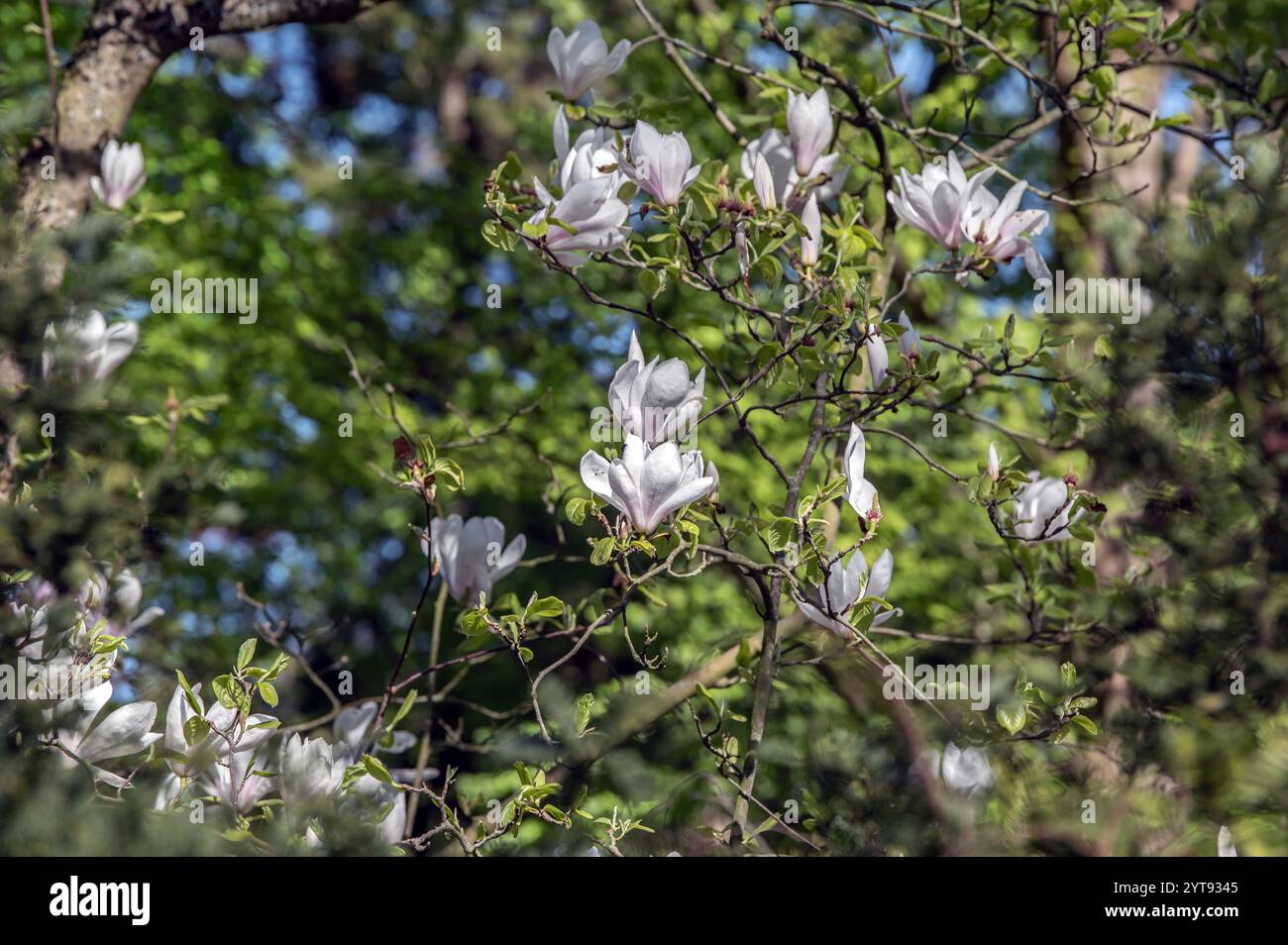Magnolia tree full bloom hi-res stock photography and images - Alamy