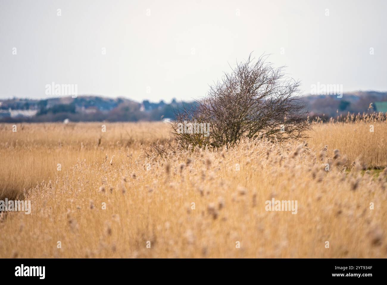 Bush in the reed landscape Stock Photo - Alamy