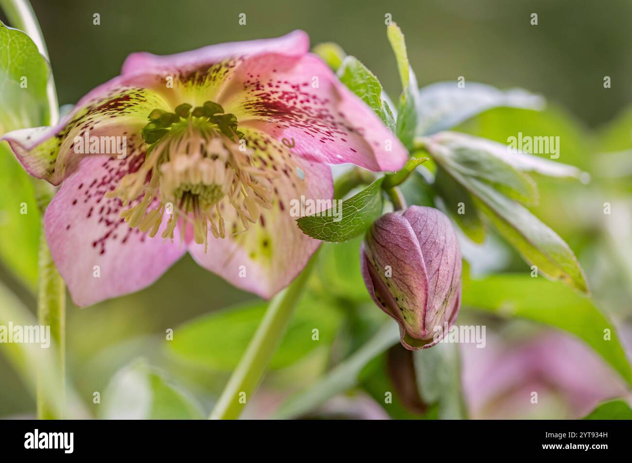 hellebore in bloom Stock Photo - Alamy