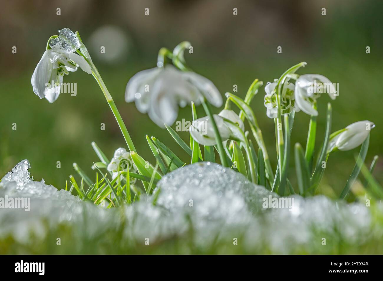 Snowdrops with frozen snow Stock Photo - Alamy
