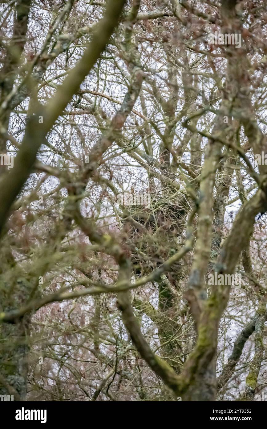 Deciduous forest bird hi-res stock photography and images - Alamy