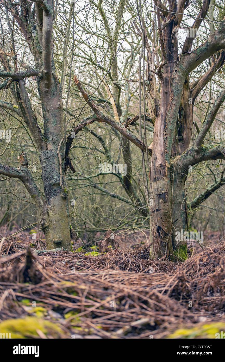 Dead alder hi-res stock photography and images - Alamy