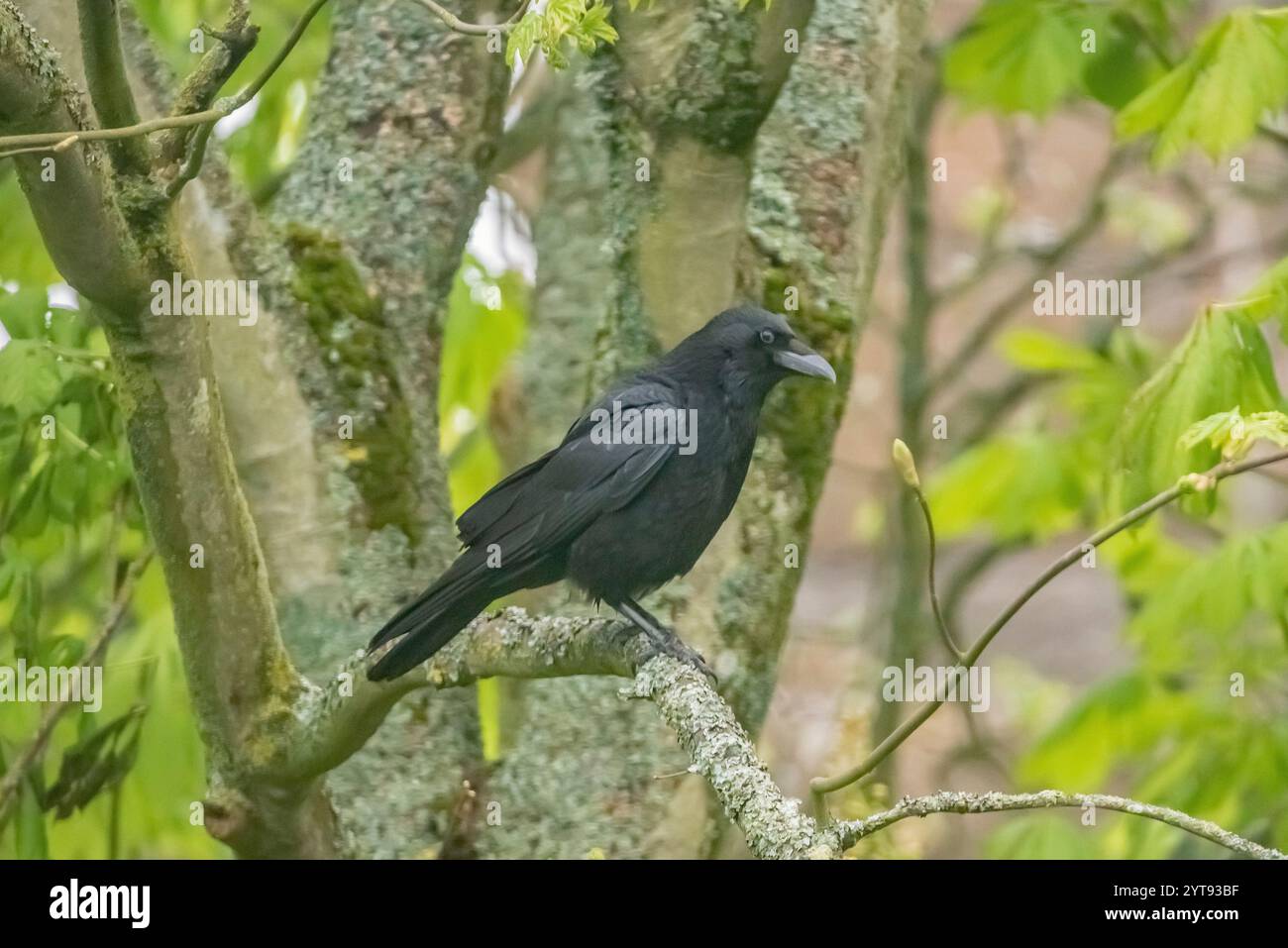 Corvids hi-res stock photography and images - Alamy