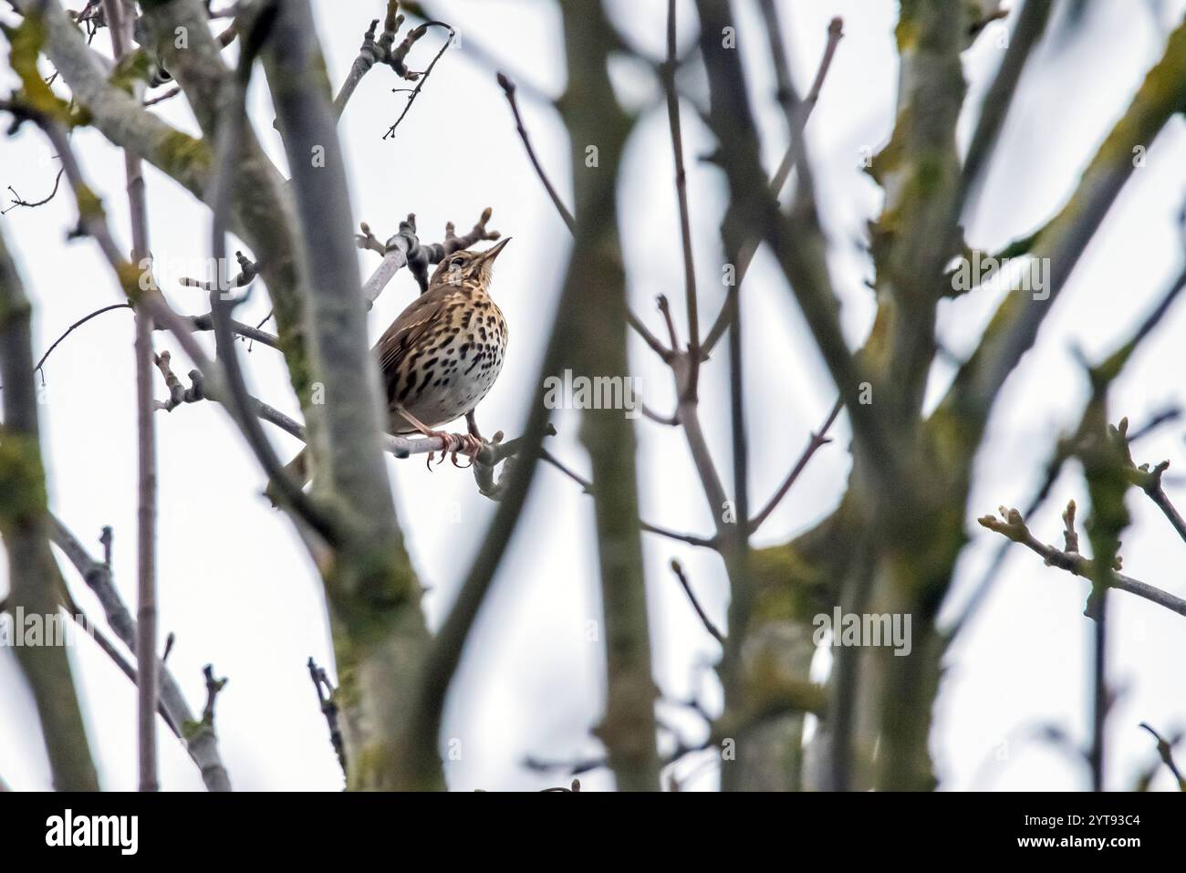 Tree thrush hi-res stock photography and images - Alamy