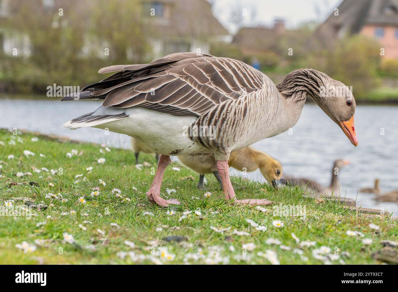 Greylag goose with chicks on the lakeshore Stock Photo - Alamy