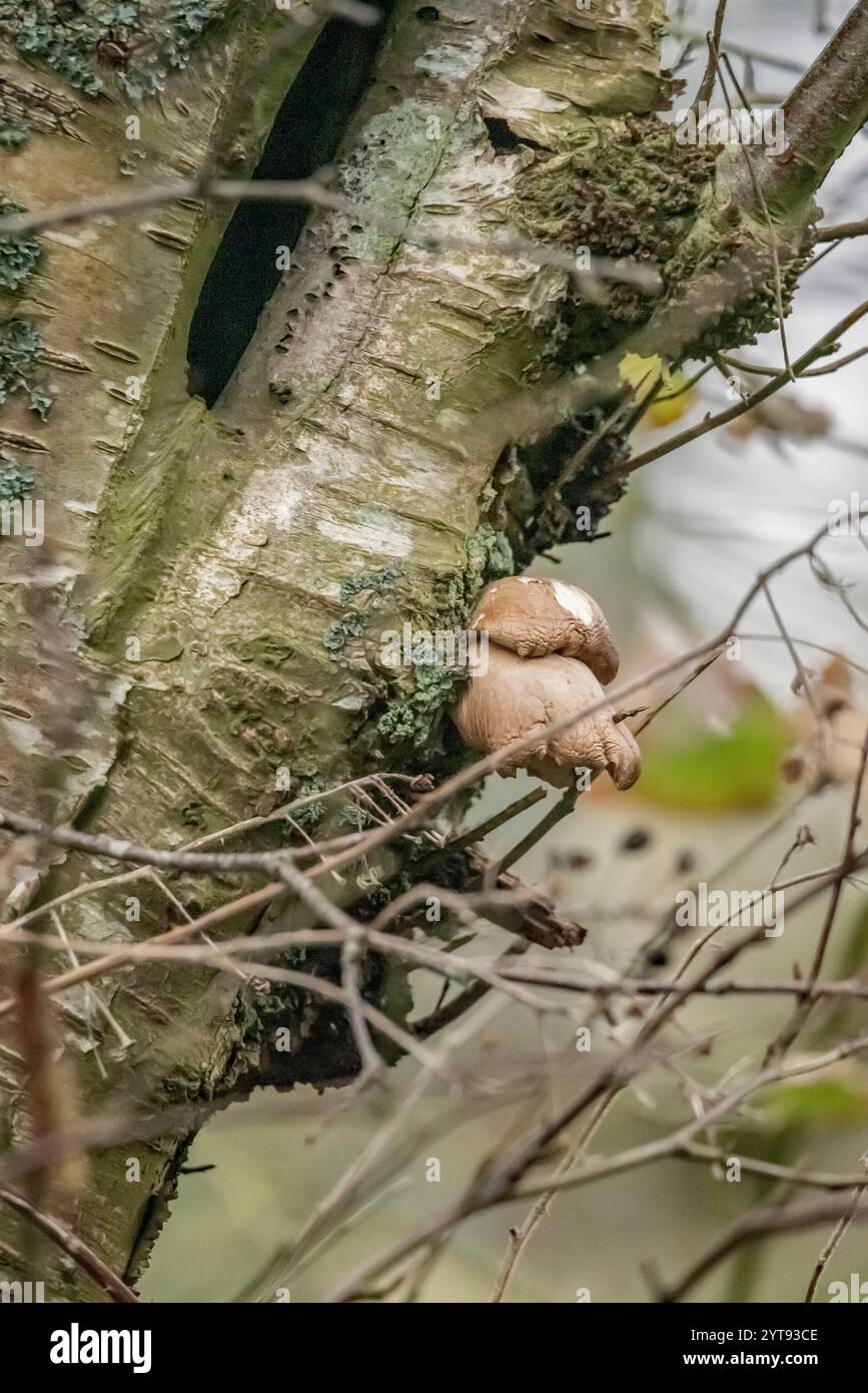 Spore fruit hi-res stock photography and images - Alamy