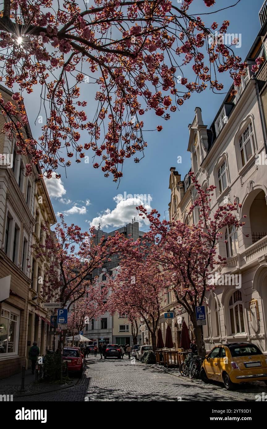 Japanese cherry blossom in Bonn's old town Stock Photo - Alamy