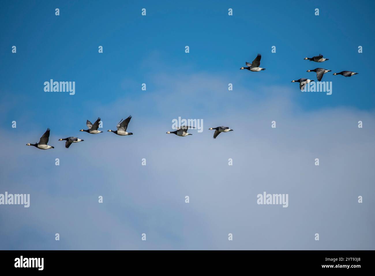 Geese Flying In Formation