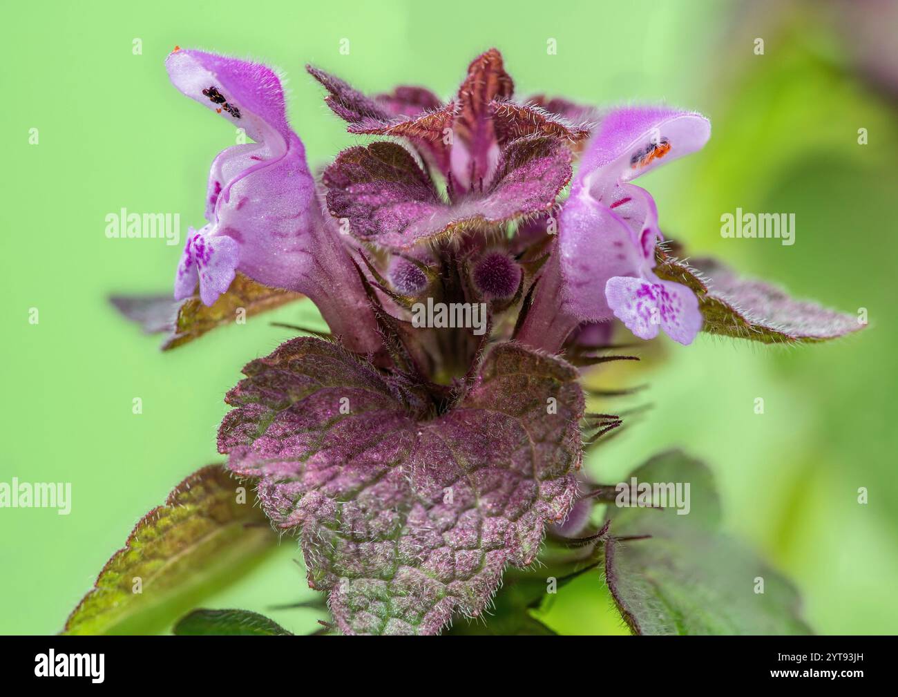 Purple deadnettles hi-res stock photography and images - Alamy