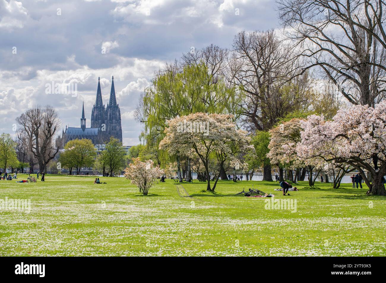 Spring in colognes deutz rhine park hi-res stock photography and images ...