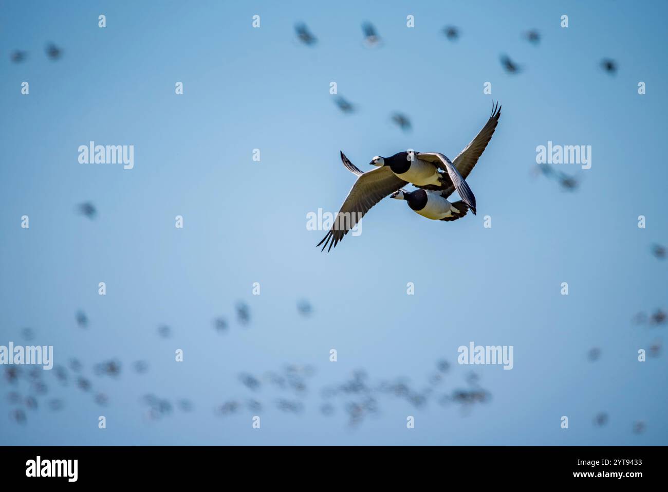 White-fronted geese flying in formation Stock Photo - Alamy